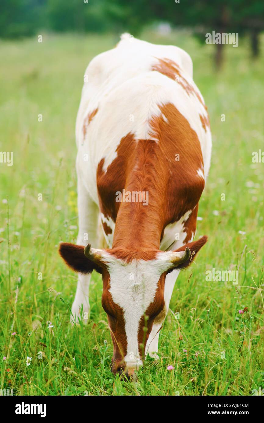 The cows are given access to fresh grass, which is essential for their ...
