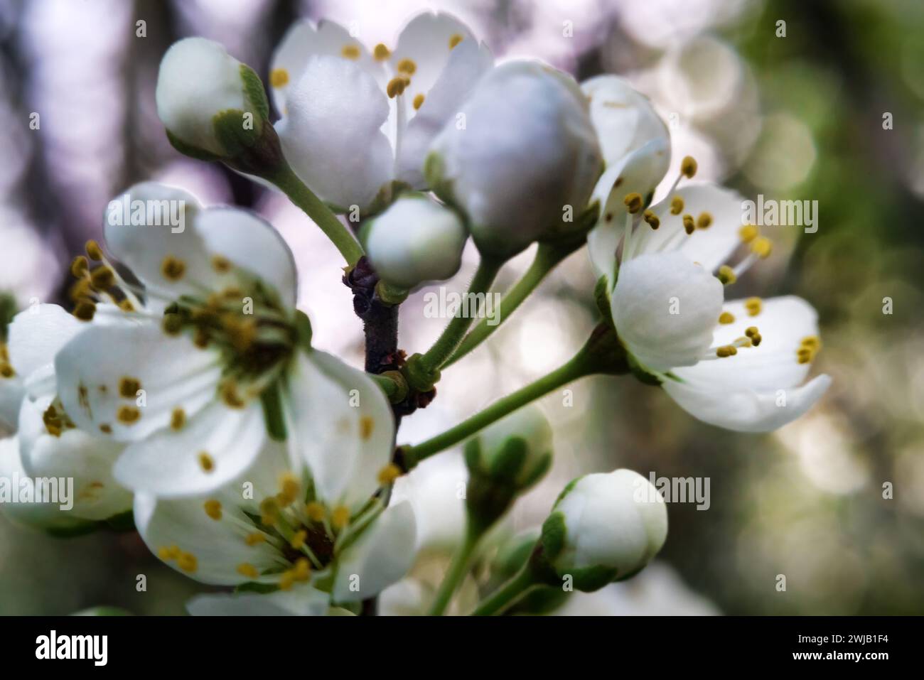 Blooming blackthorn (Prunus spinosa) thornbush (wait-a-minute). Forest ...