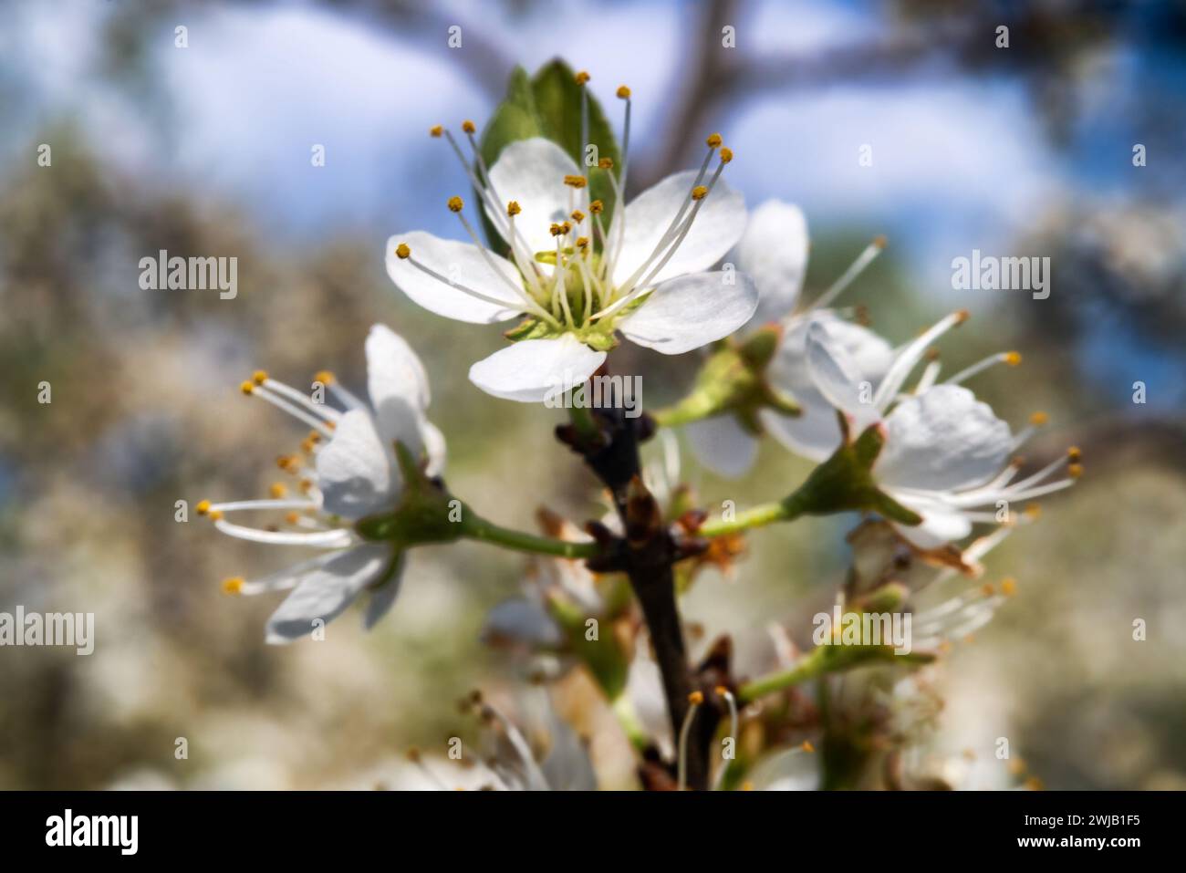 Blooming blackthorn (Prunus spinosa) thornbush (wait-a-minute). Forest ...