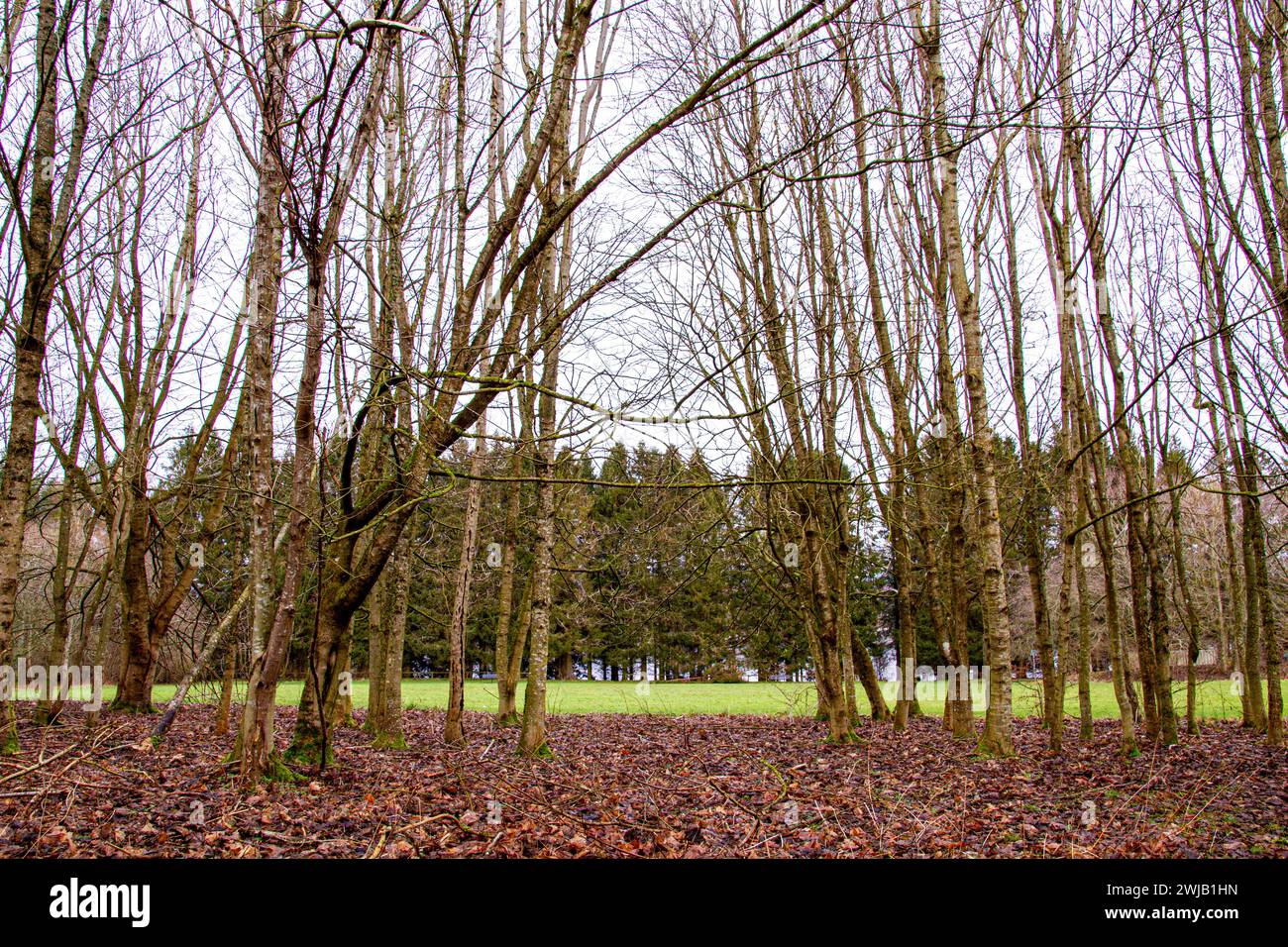 Dundee, Tayside, Scotland, UK. 14th Feb, 2024. UK Weather: Dull day ...