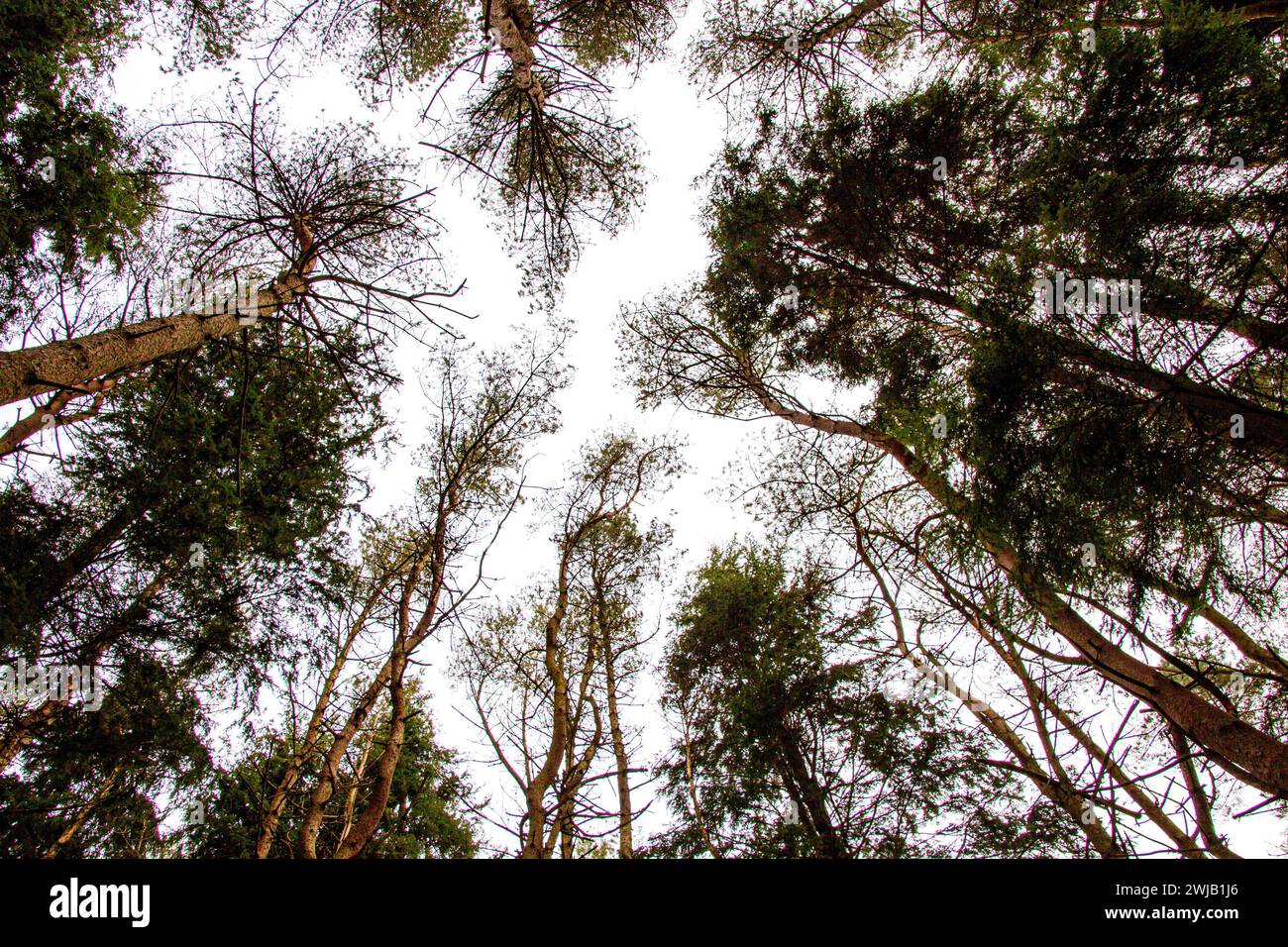 Dundee, Tayside, Scotland, UK. 14th Feb, 2024. UK Weather: Dull day ...
