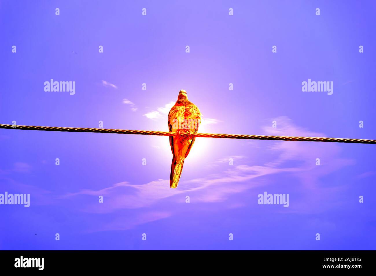 Deliberate haloing hi-res stock photography and images - Alamy