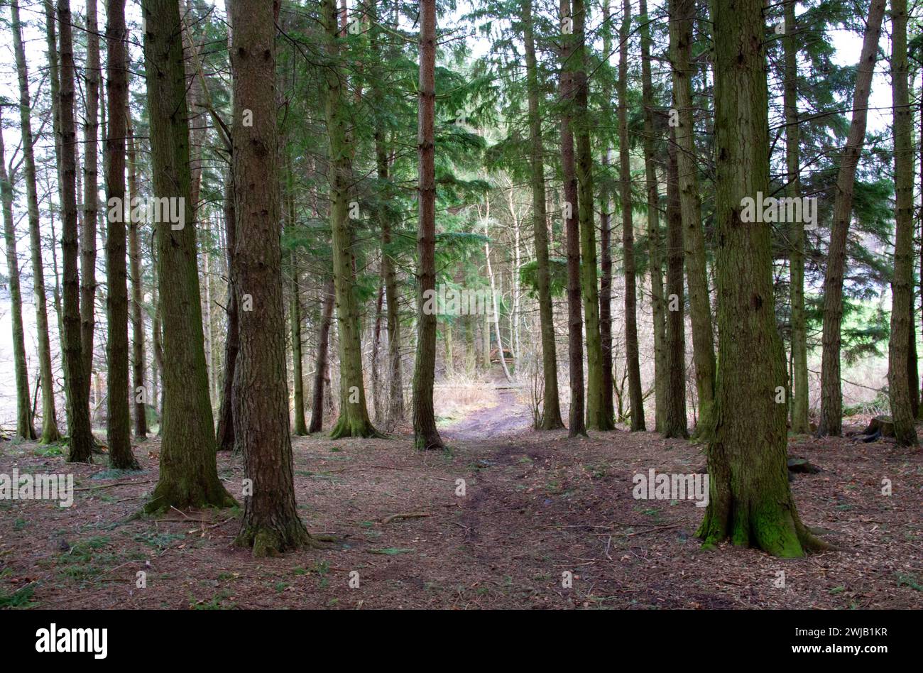 Dundee, Tayside, Scotland, UK. 14th Feb, 2024. UK Weather: Dull day ...