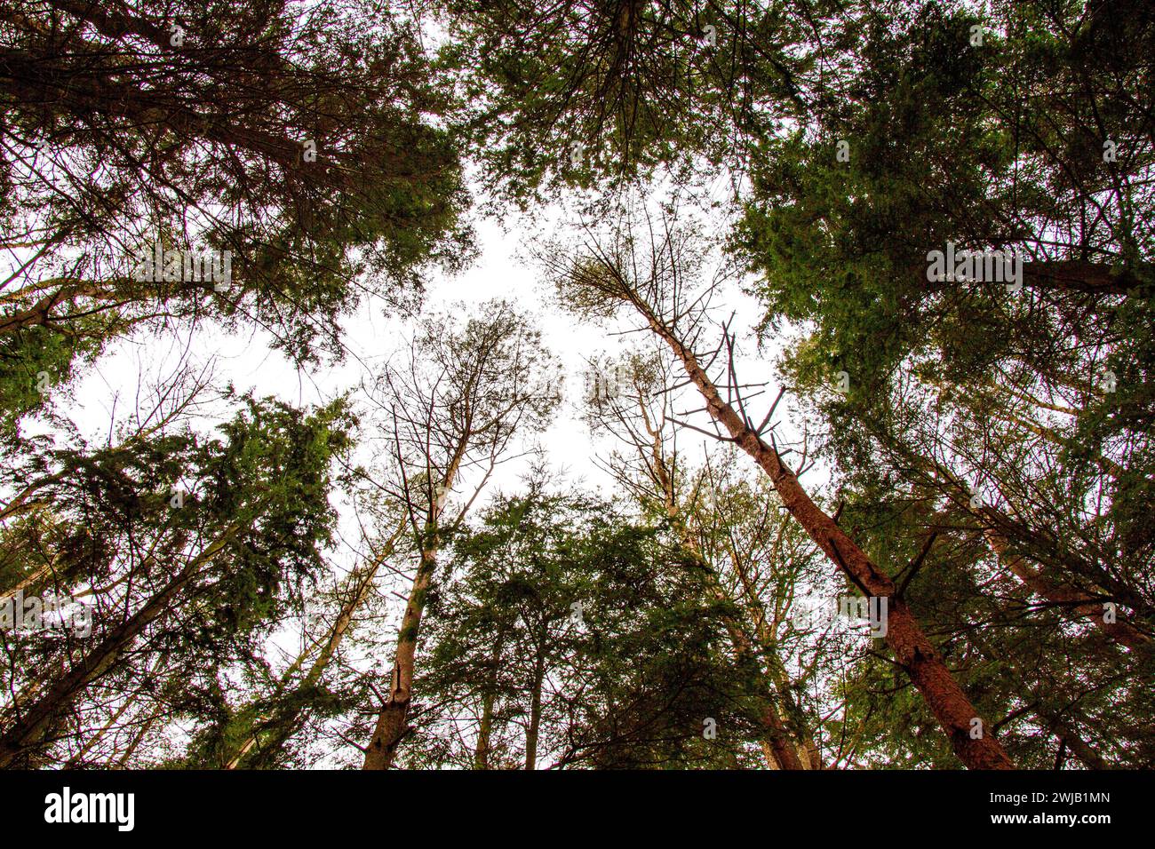 Dundee, Tayside, Scotland, UK. 14th Feb, 2024. UK Weather: Dull day ...