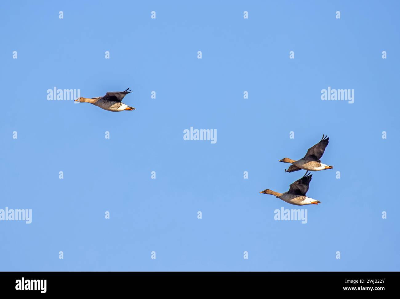 Grey goose wheat hi-res stock photography and images - Alamy