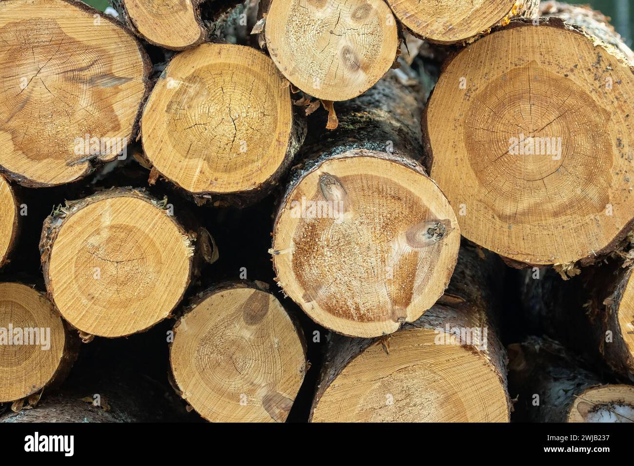 North Forestry. Stack of spruce logs, softwood. The structure of the ...