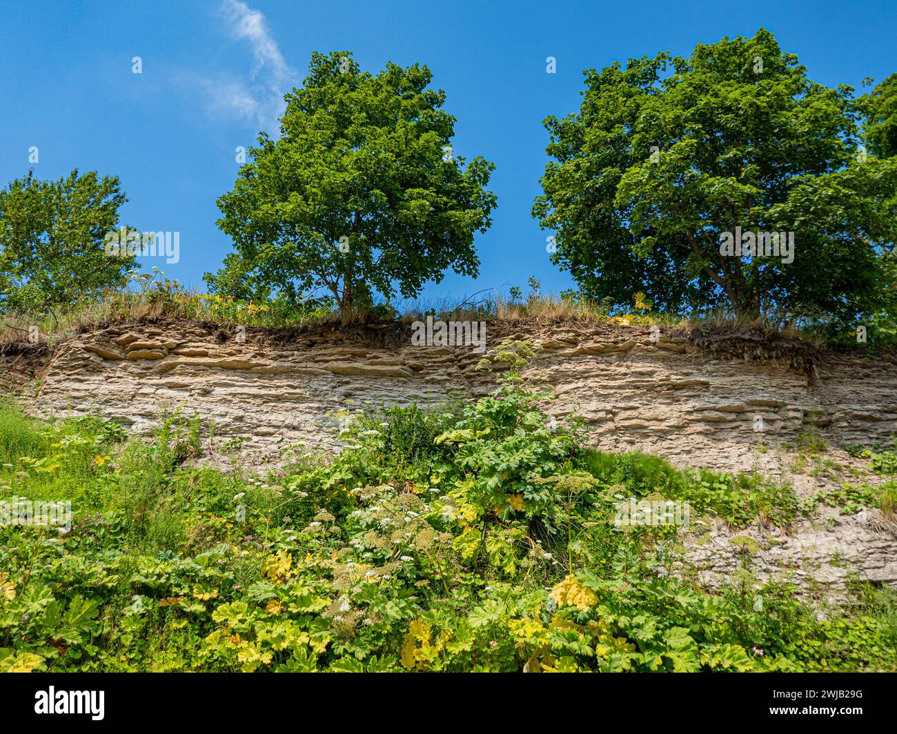 Plants of limestone outcrops: calciphil (lime-loving crop), petrophil ...