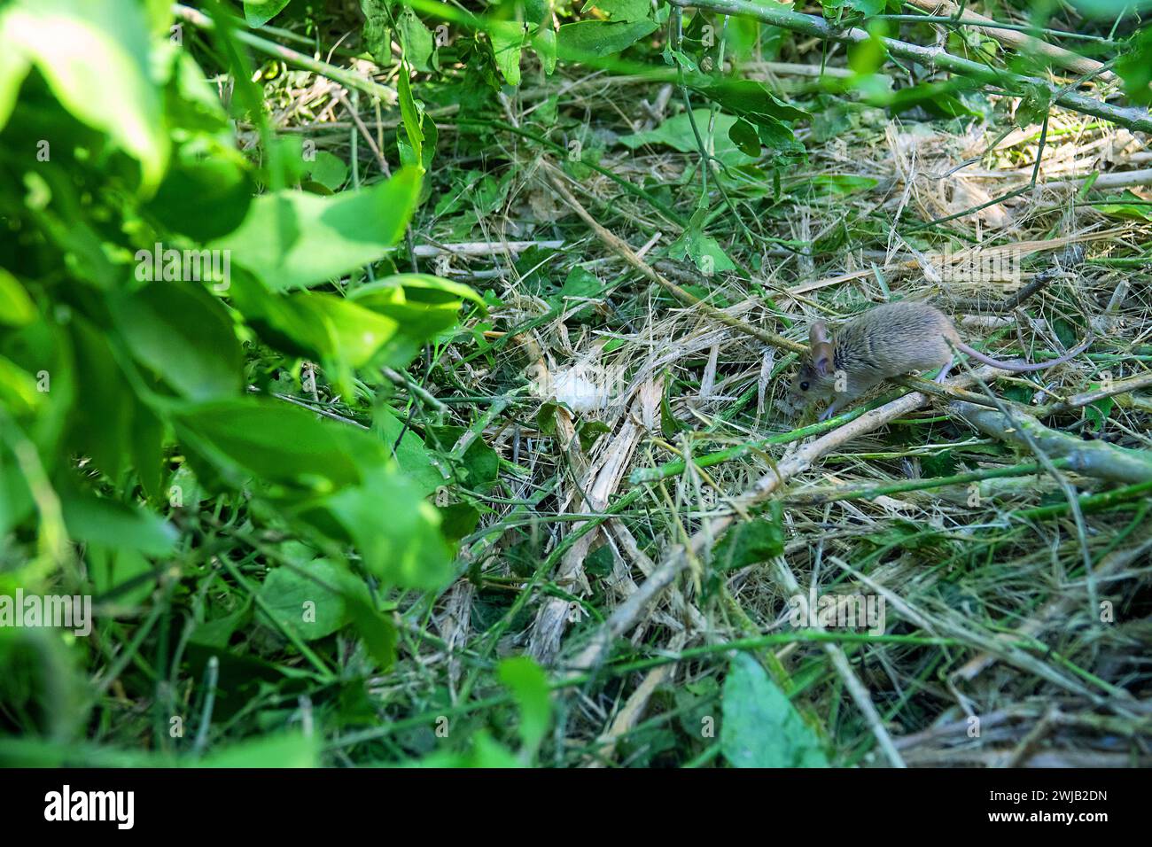 Possibly wild house mouse (Mus musculus) in the suburbs of Abu Dhabi ...