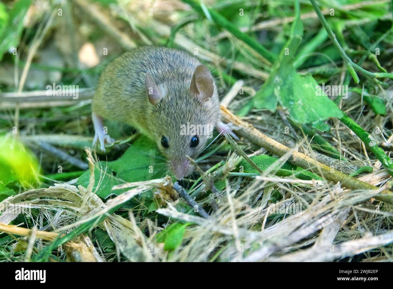 Possibly wild house mouse (Mus musculus) in the suburbs of Abu Dhabi ...