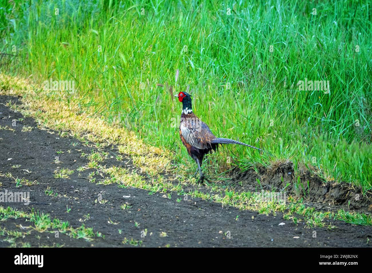 A pheasant runs along a field road after rain Stock Photo - Alamy