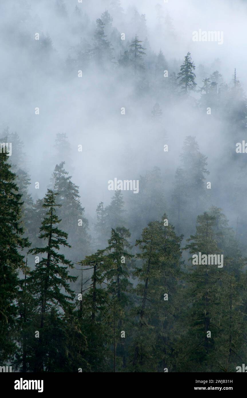 Forest fog, Over the River and Through the Woods Scenic Byway ...