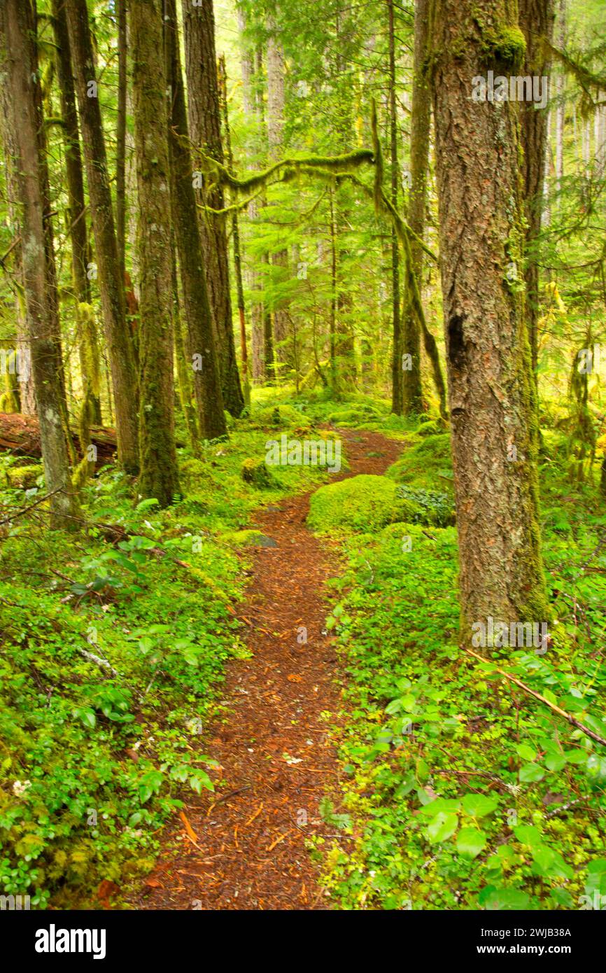 Ancient forest along French Pete Creek Trail, Three Sisters Wilderness ...