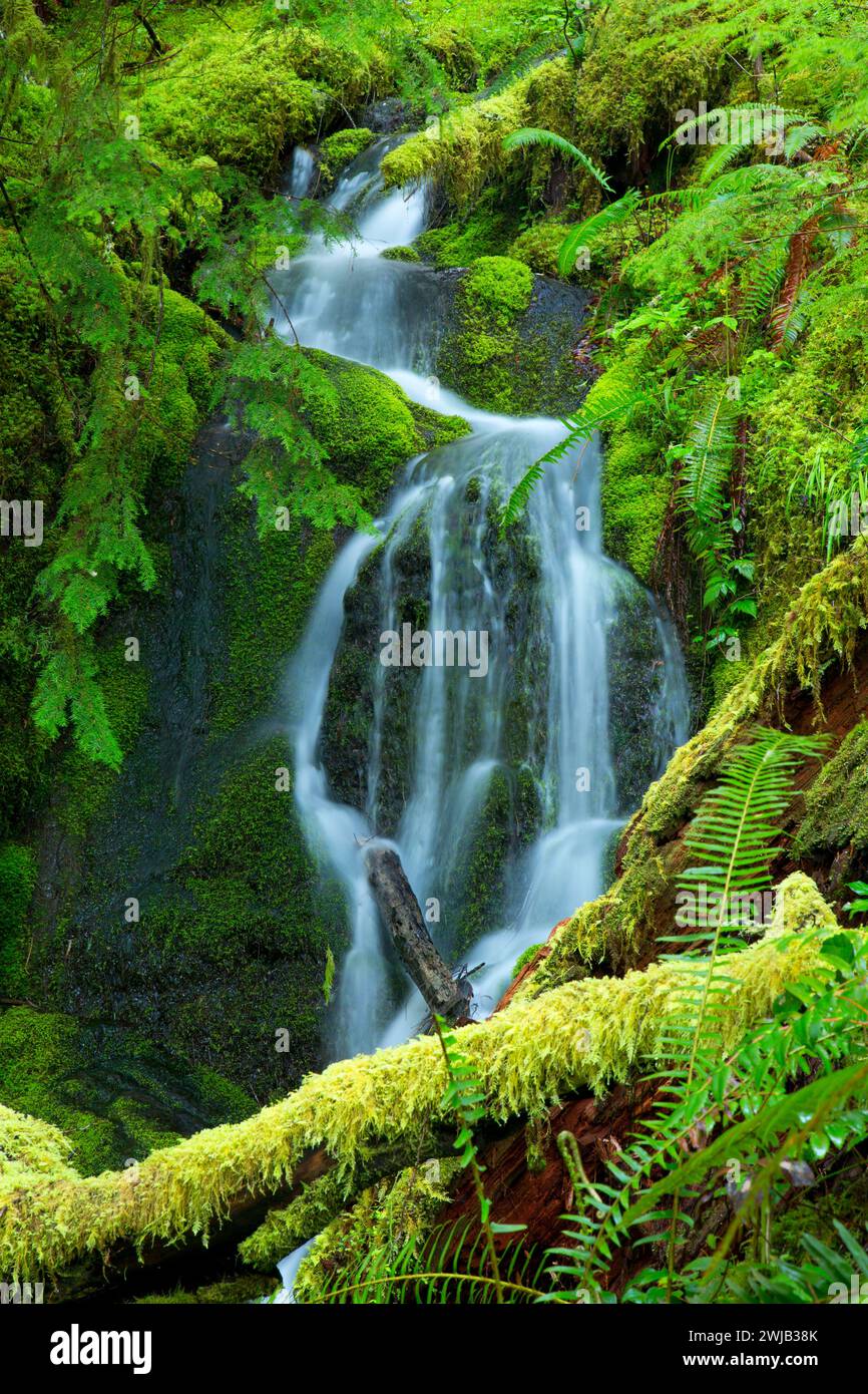 Tributary waterfall along French Pete Creek Trail, Three Sisters ...