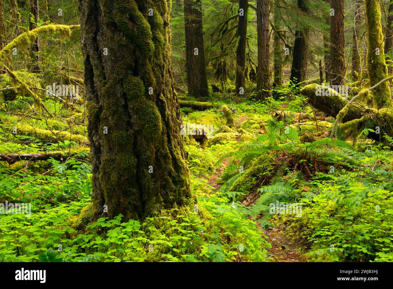 East Fork Trail, Three Sisters Wilderness, Willamette National Forest ...