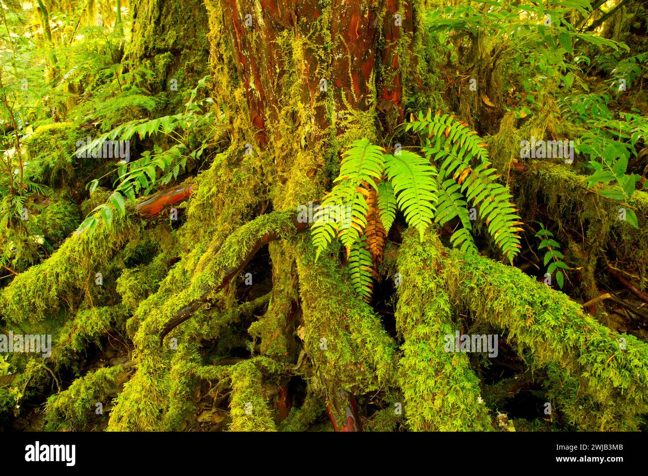 Pacific yew with western sword fern, North Fork of the Middle Fork ...