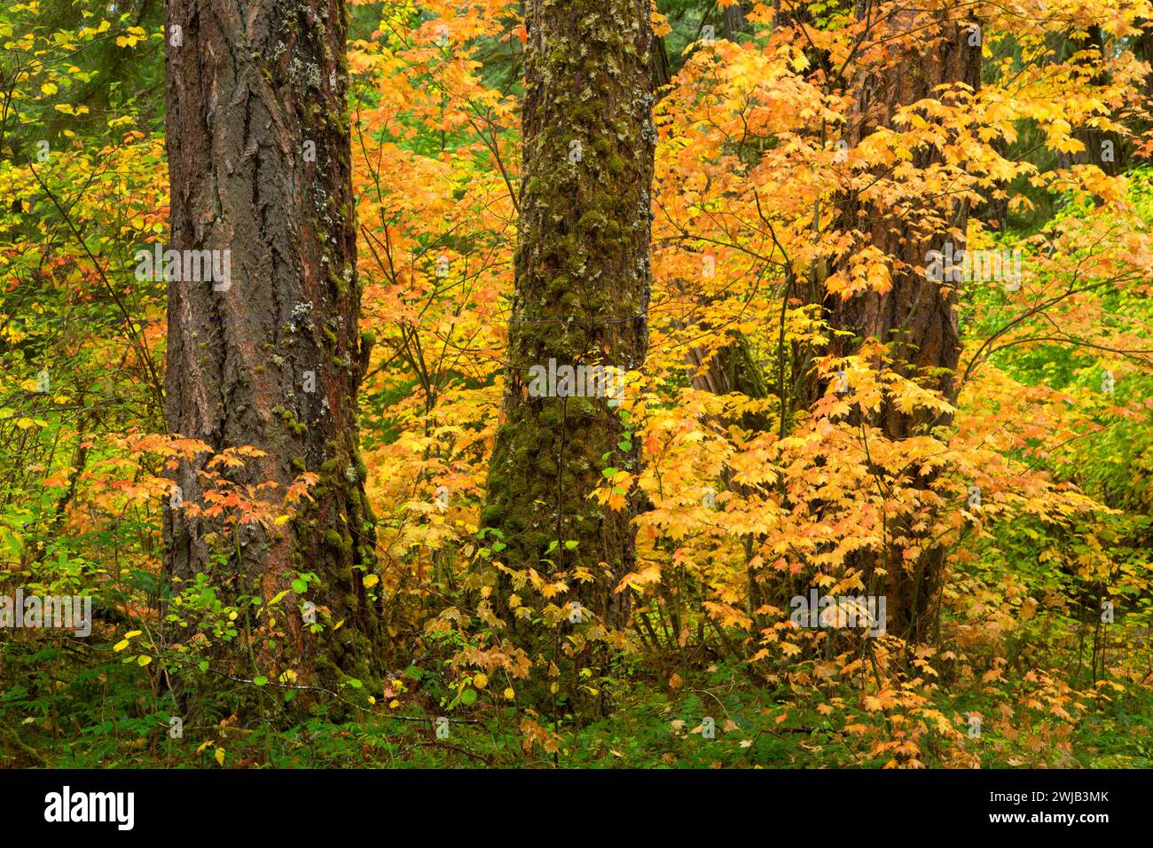 Douglas fir with vine maple (Acer circinatum), North Fork of the Middle ...