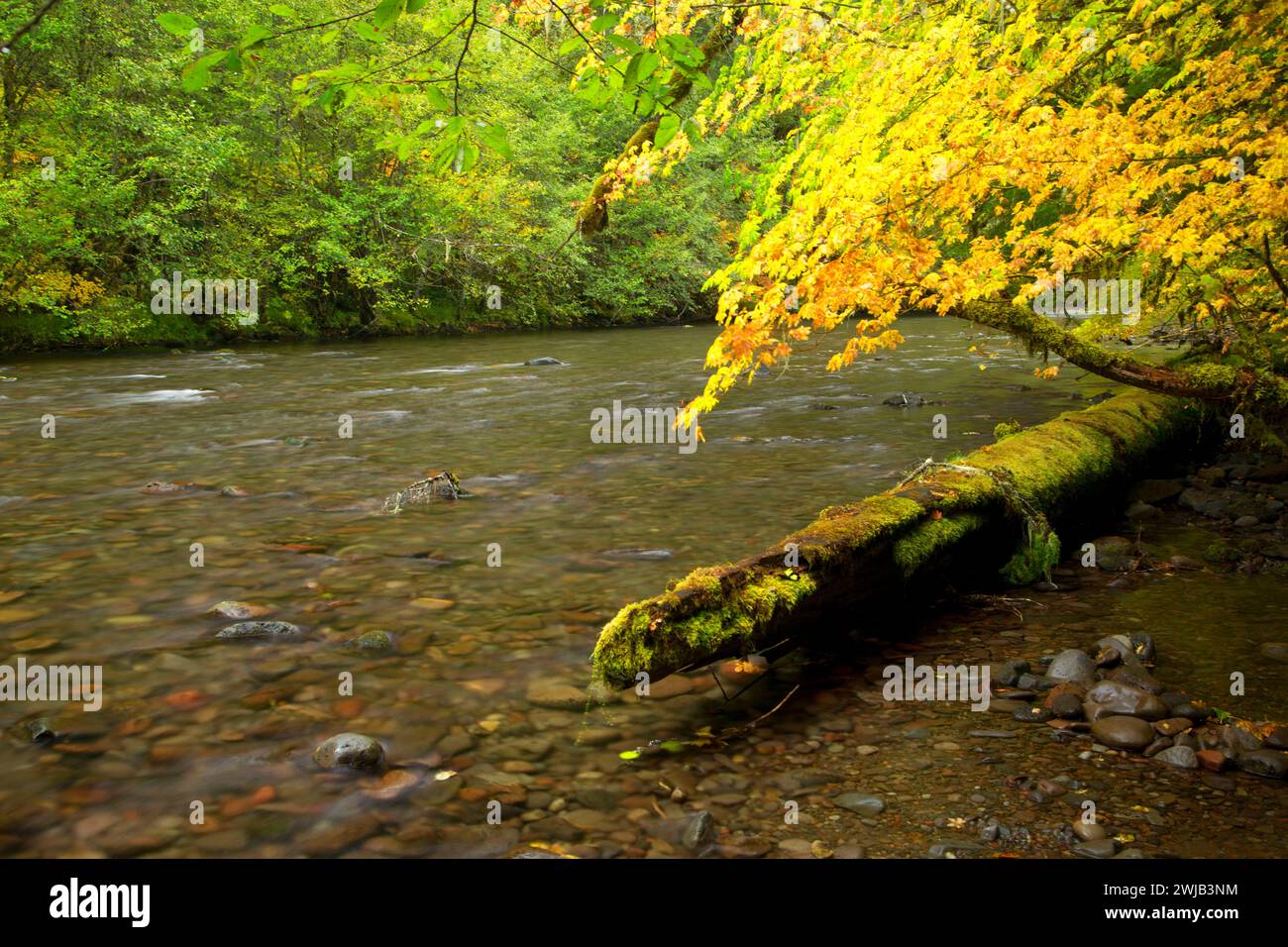 North Fork of the Middle Fork Willamette Wild and Scenic River ...