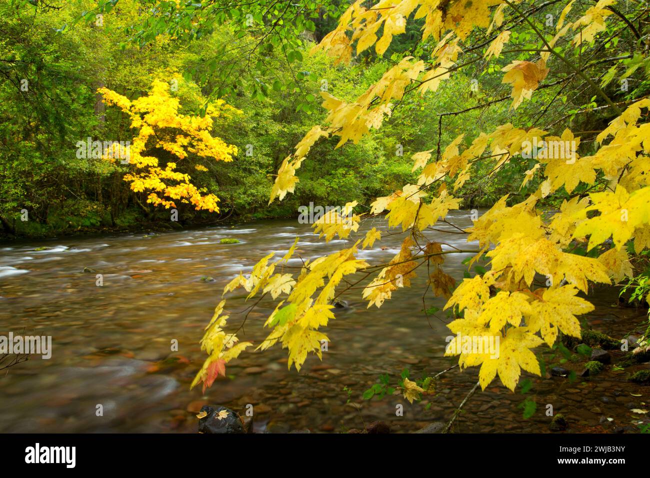 North Fork of the Middle Fork Willamette Wild and Scenic River ...