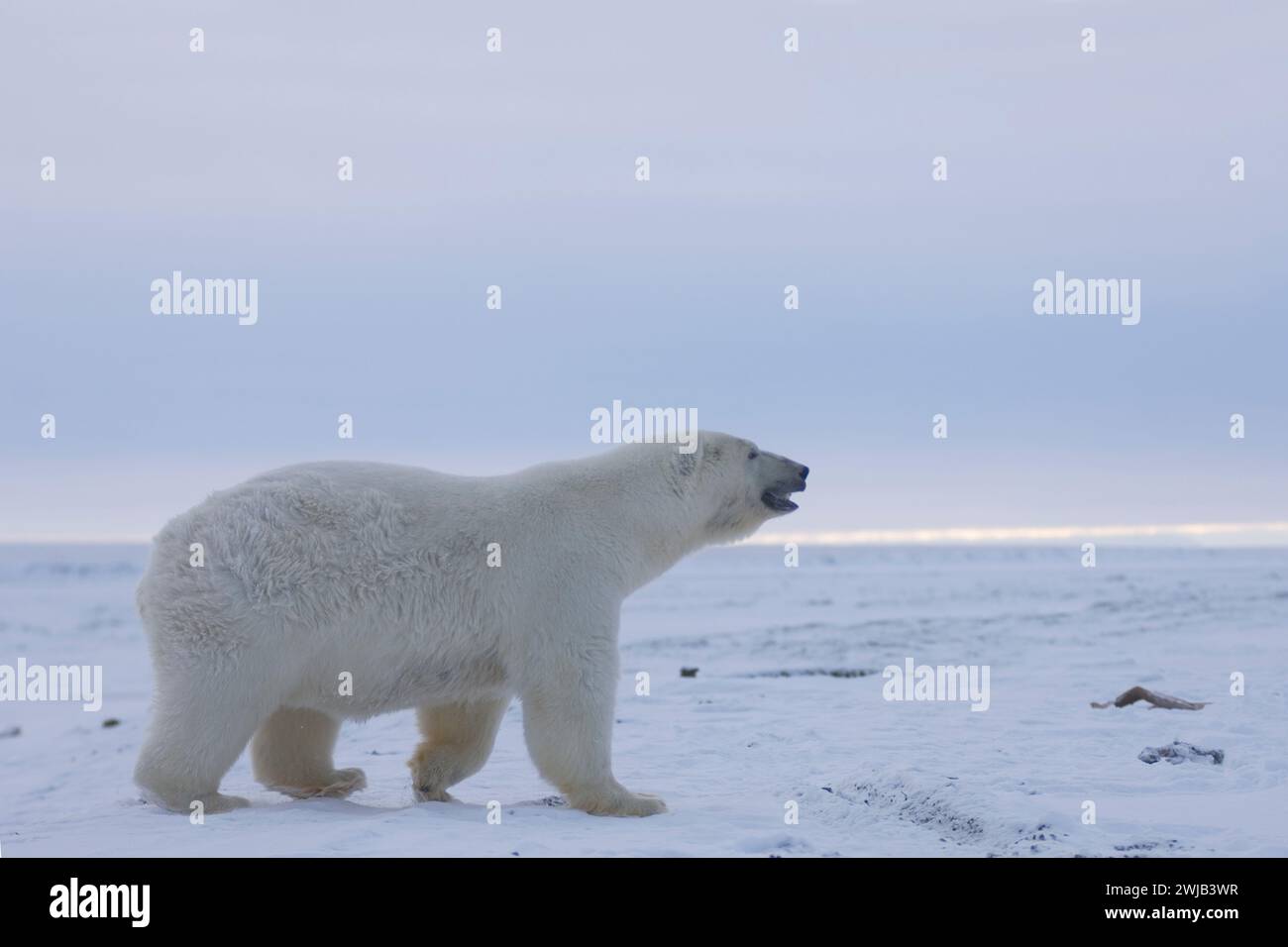 polar bear, Ursus maritimus, sow playing in a holein ice along a ...