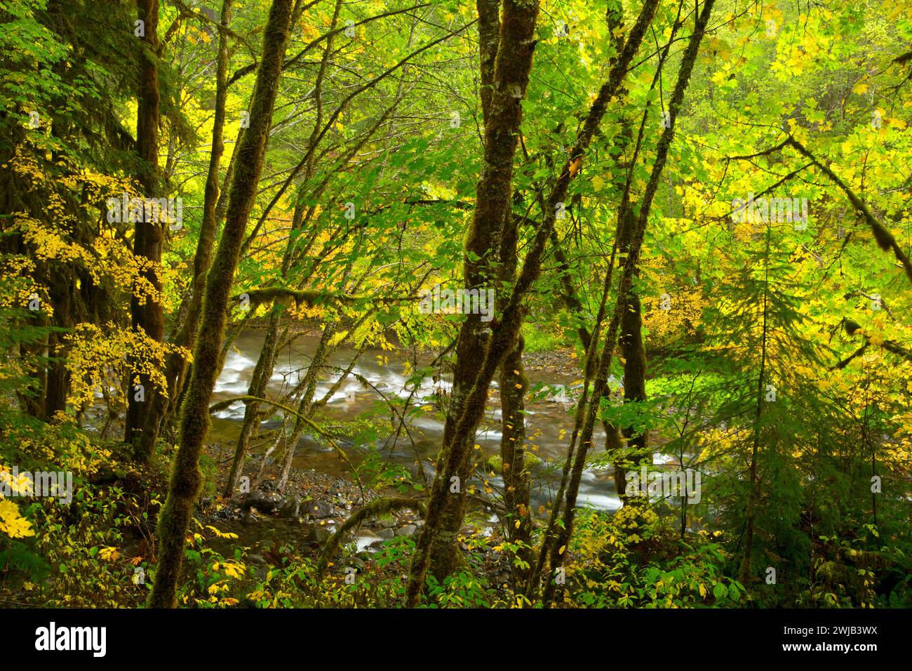 North Fork of the Middle Fork Willamette Wild and Scenic River ...