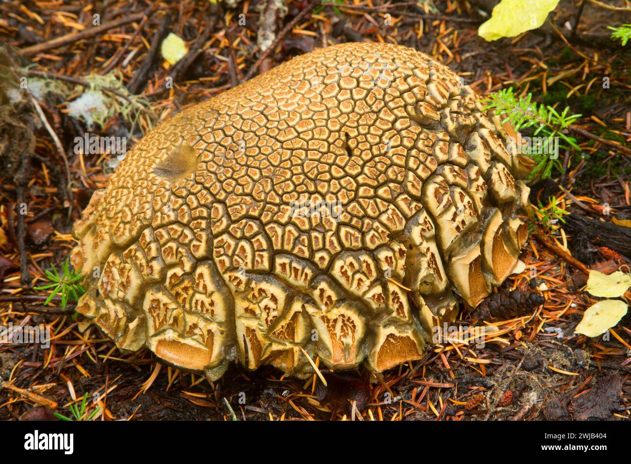 Mushroom along Indigo Lake Trail, Cascade Lakes Recreation Area ...