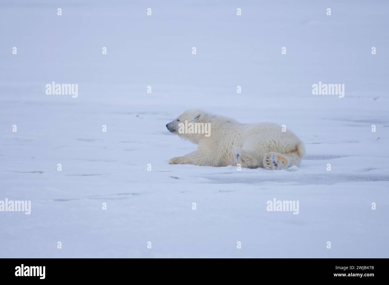 polar bear Ursus maritimus spring cub along a barrier island on the ...