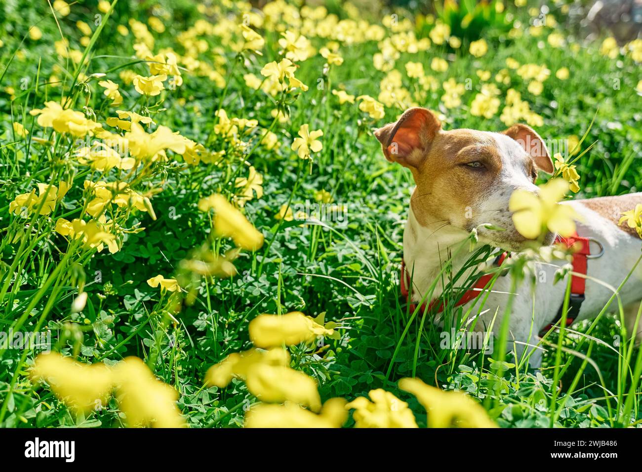 Jack russell terrier sniffing yellow flowers in spring meadow. Allergy ...