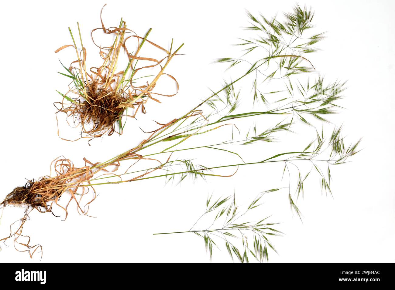 Annual herb wild oats or empty oats, weed. The picture shows a grass ...