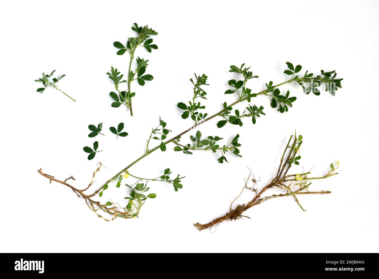 Annual grass knotweed or bird buckwheat or grass ant, weed. The picture ...