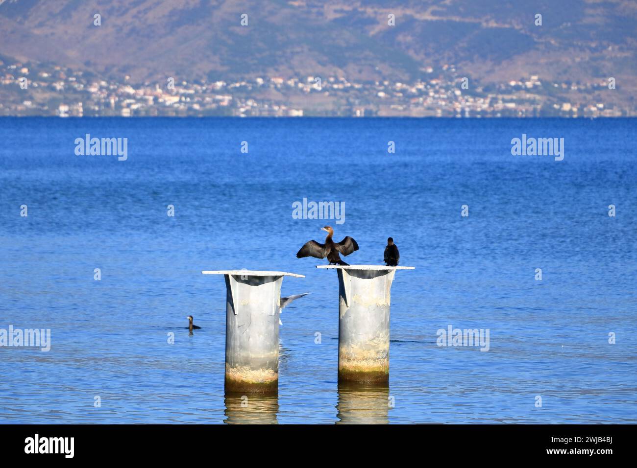 cormorant birds an gulls at the Ohrid lake, Albania Stock Photo - Alamy