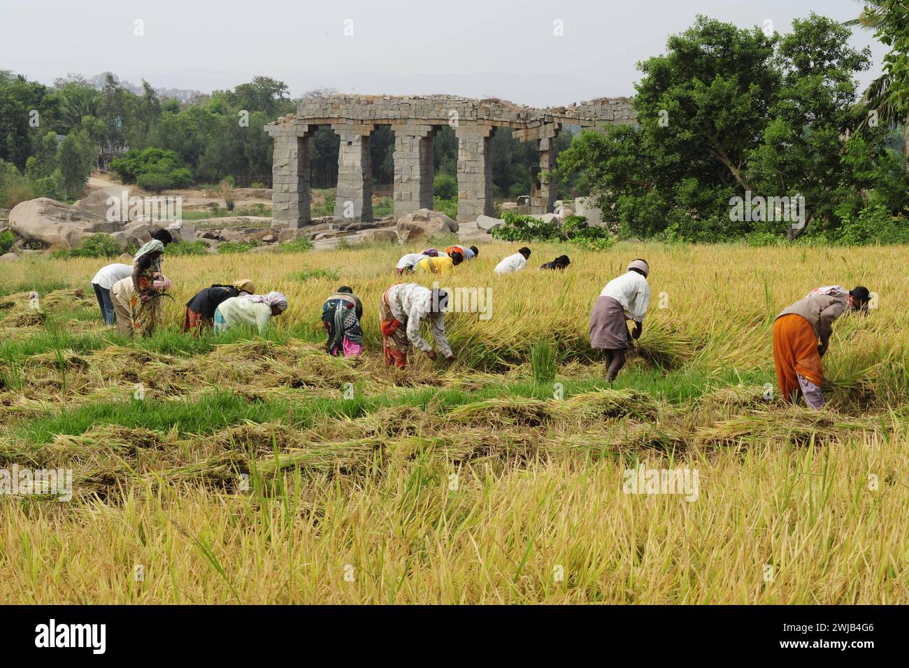 rice field in a delta rice field in a delta Stock Photo - Alamy