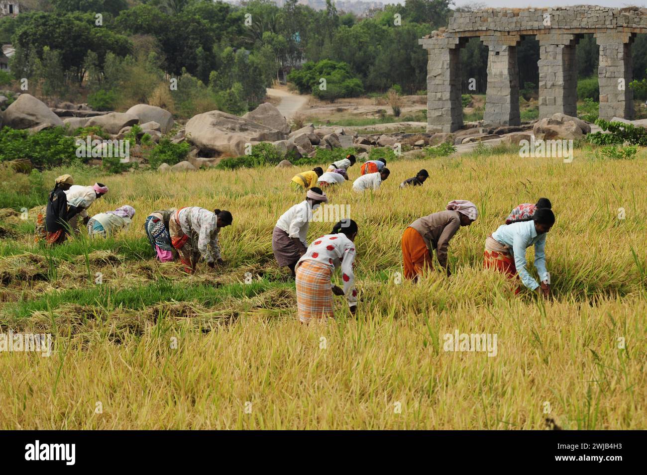 rice field in a delta rice field in a delta Stock Photo - Alamy