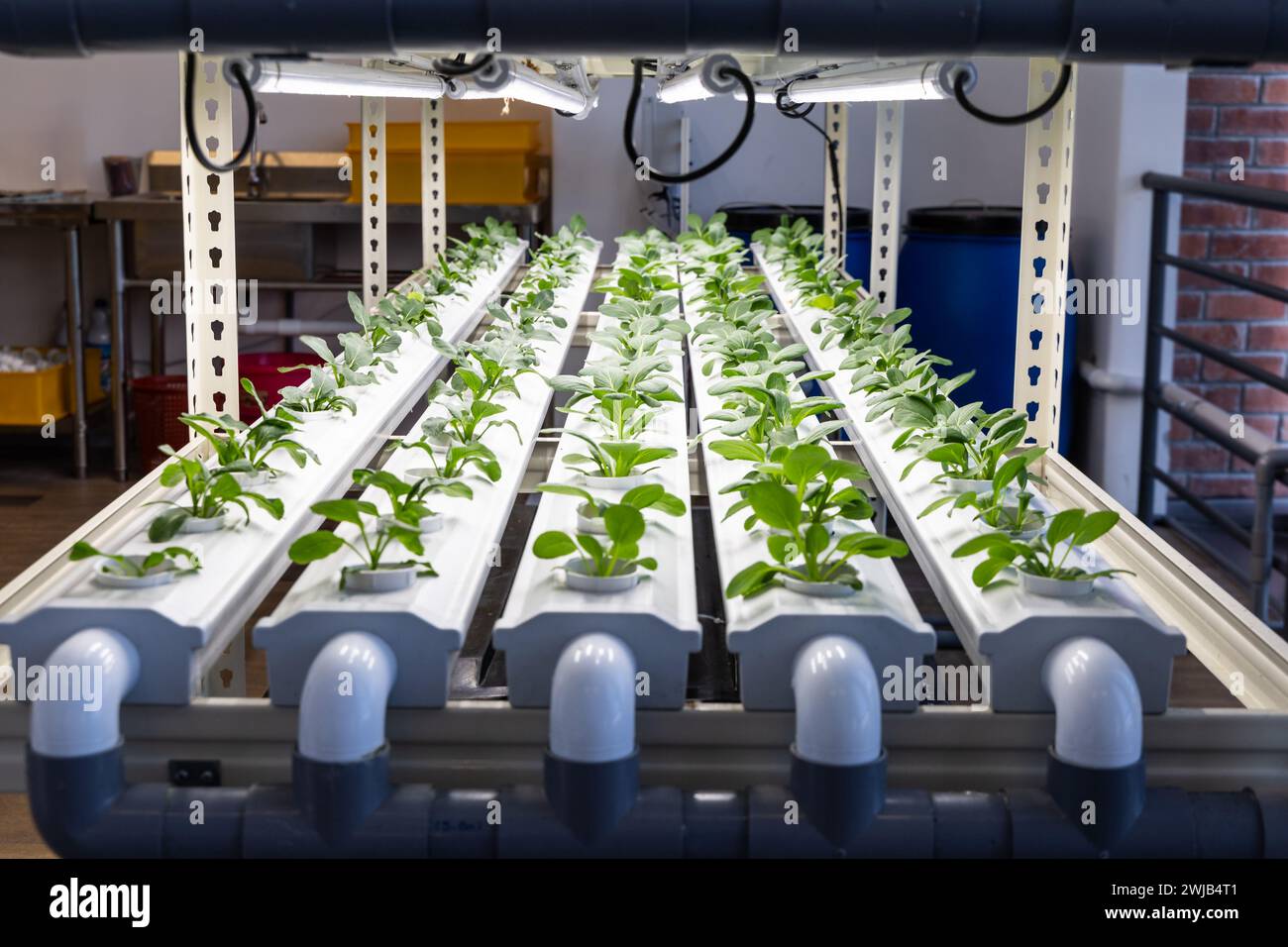 Indoor hydroponic vegetable farming with led lighting in controlled ...