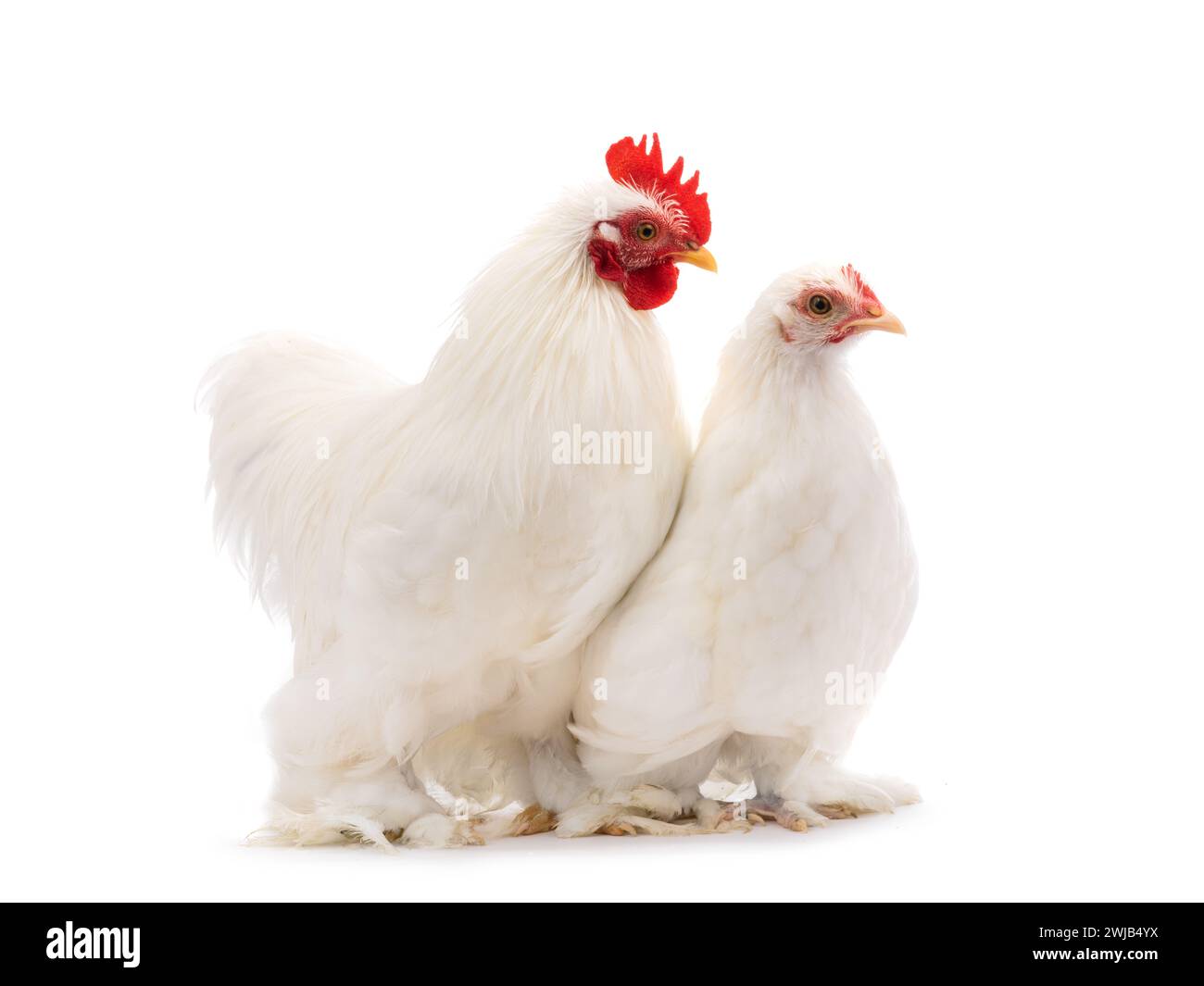 male and female white hen isolated on white background Stock Photo - Alamy