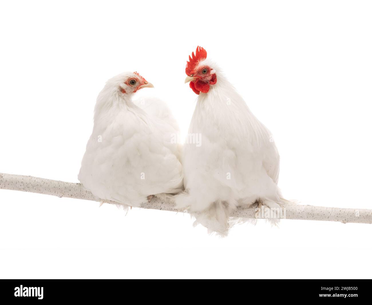 male and female white hen isolated on white background Stock Photo - Alamy