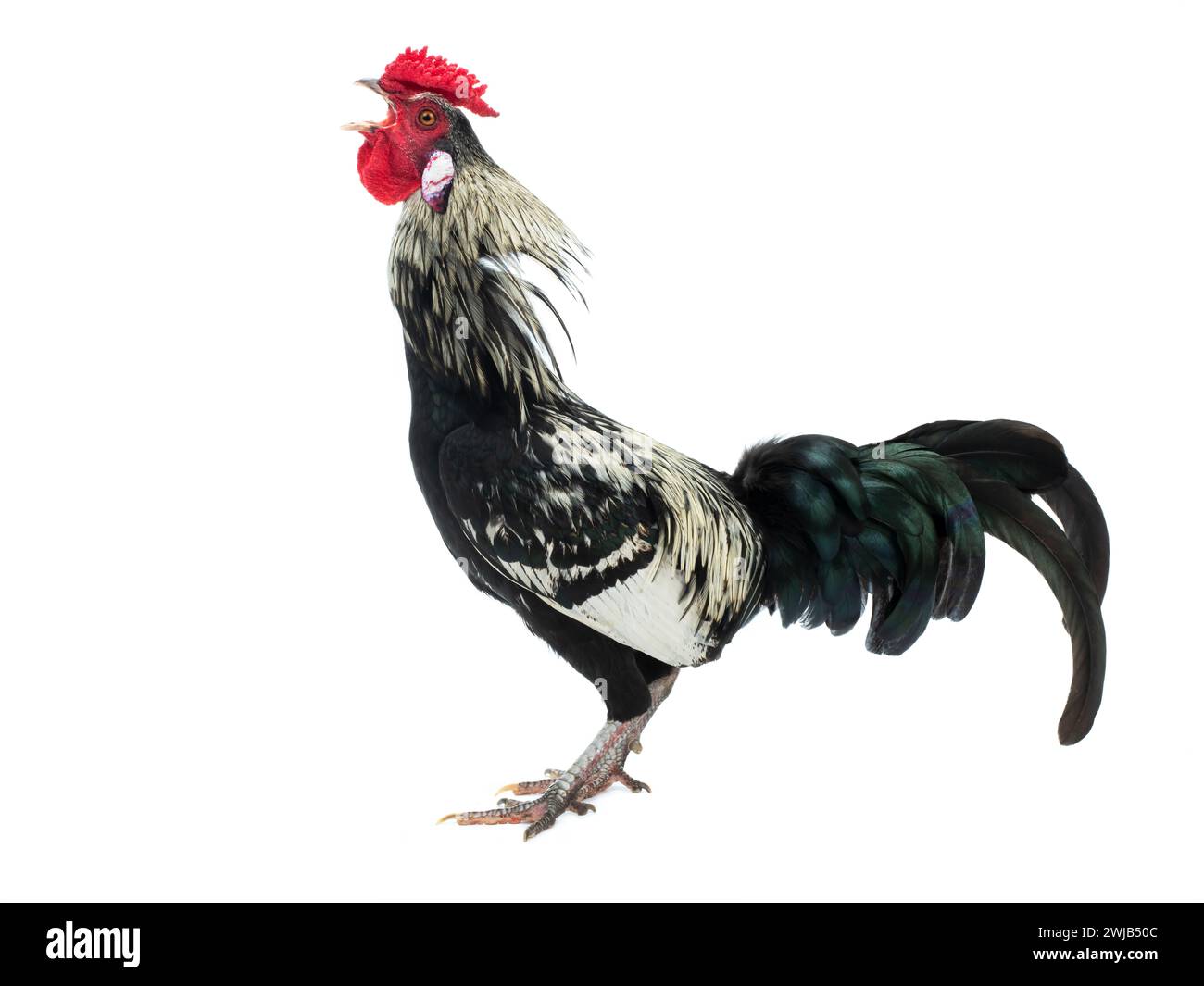 singing rooster isolated on white background Stock Photo - Alamy
