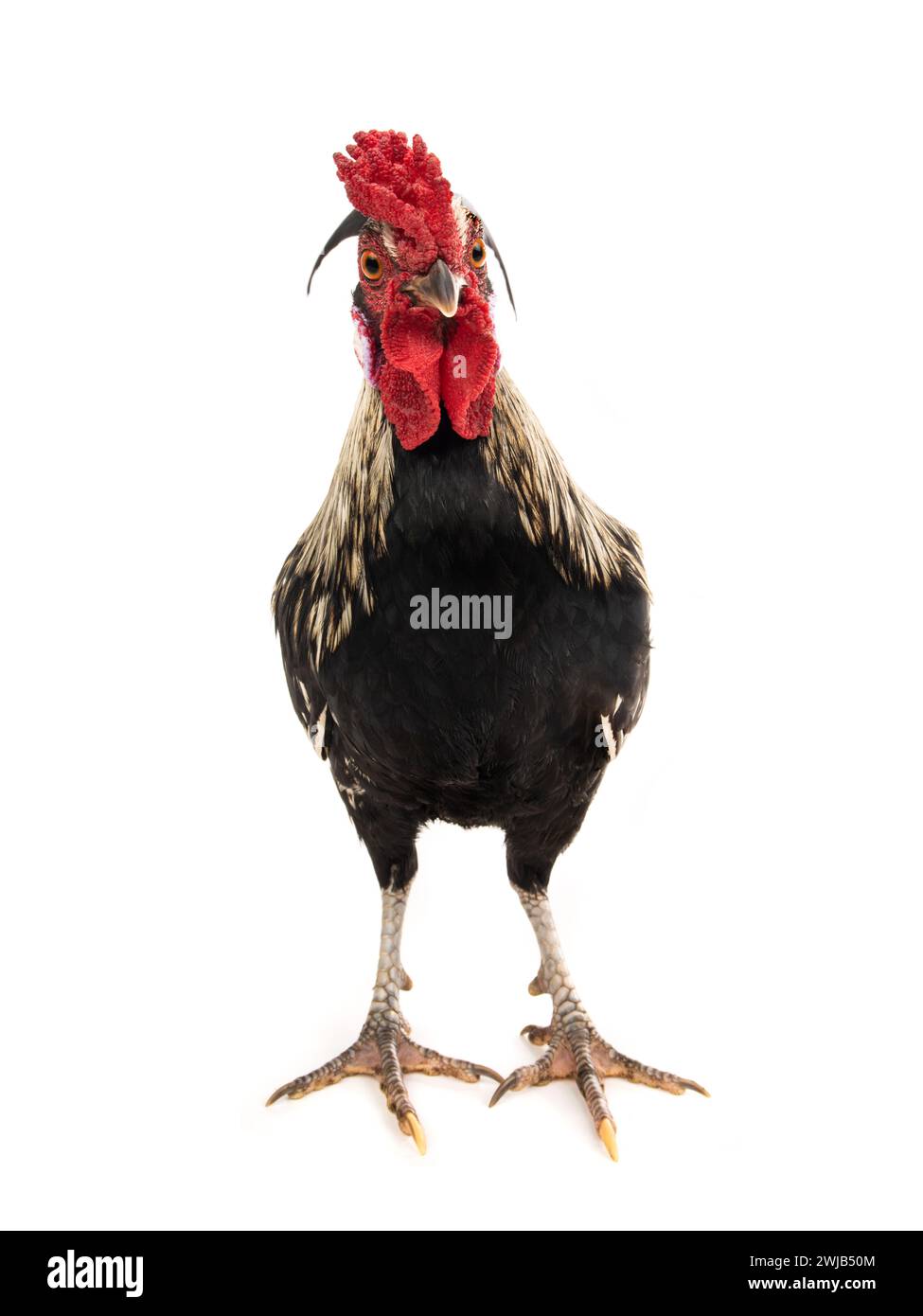 thoughtful rooster isolated on white background Stock Photo - Alamy