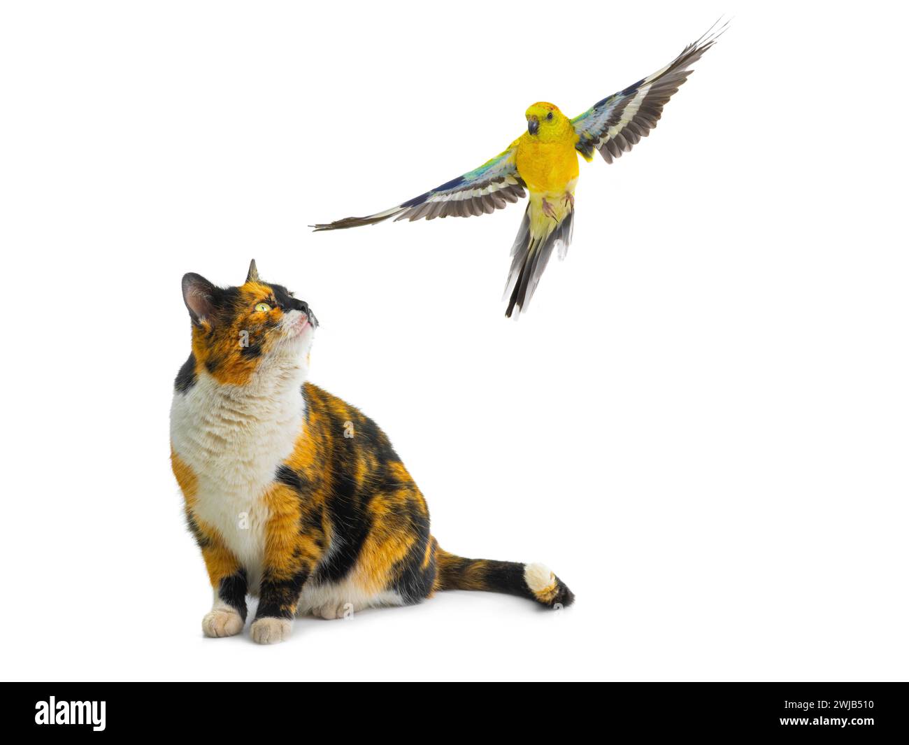 Orange black and white Cut Out Stock Images & Pictures - Alamy