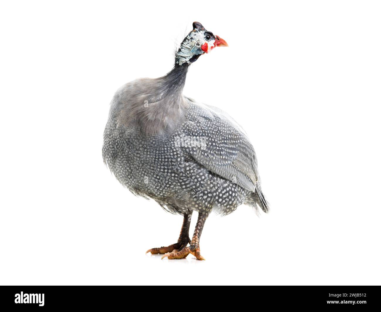 blue guinea fowl isolated on white background Stock Photo - Alamy