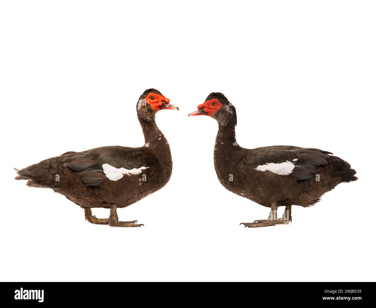 two Muscovy duck isolated on white background Stock Photo - Alamy