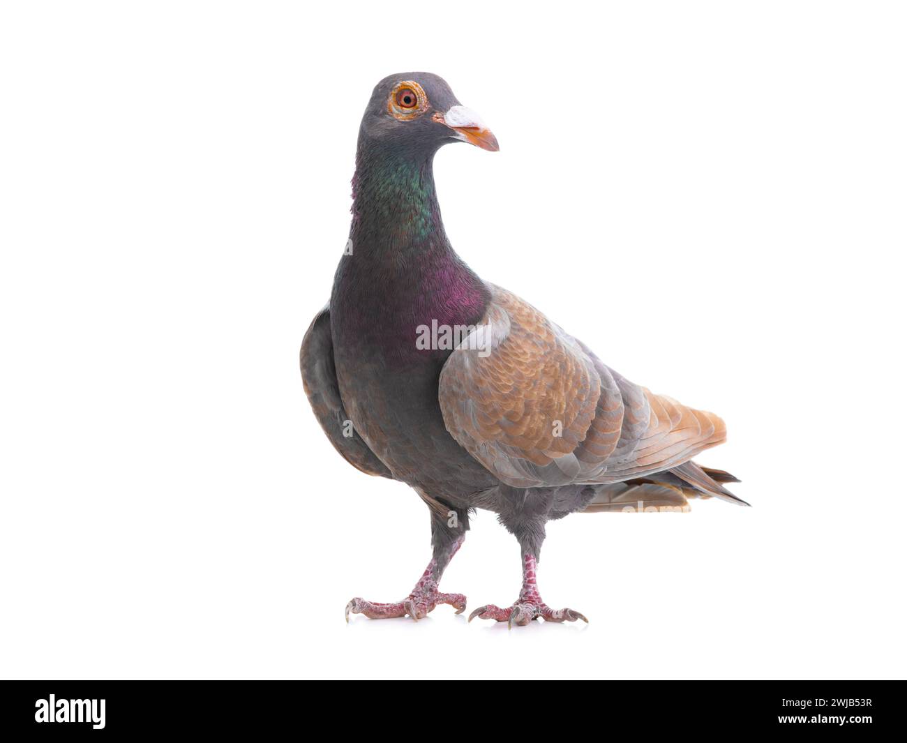pigeon dragon isolated on white background Stock Photo - Alamy