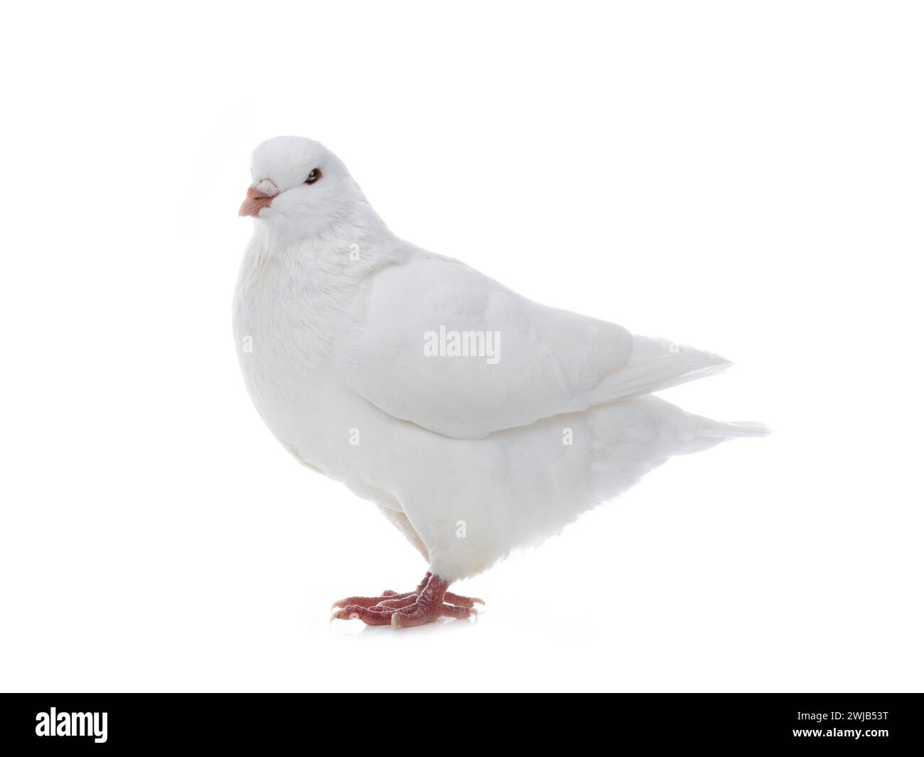 white dove isolated on a white background Stock Photo - Alamy