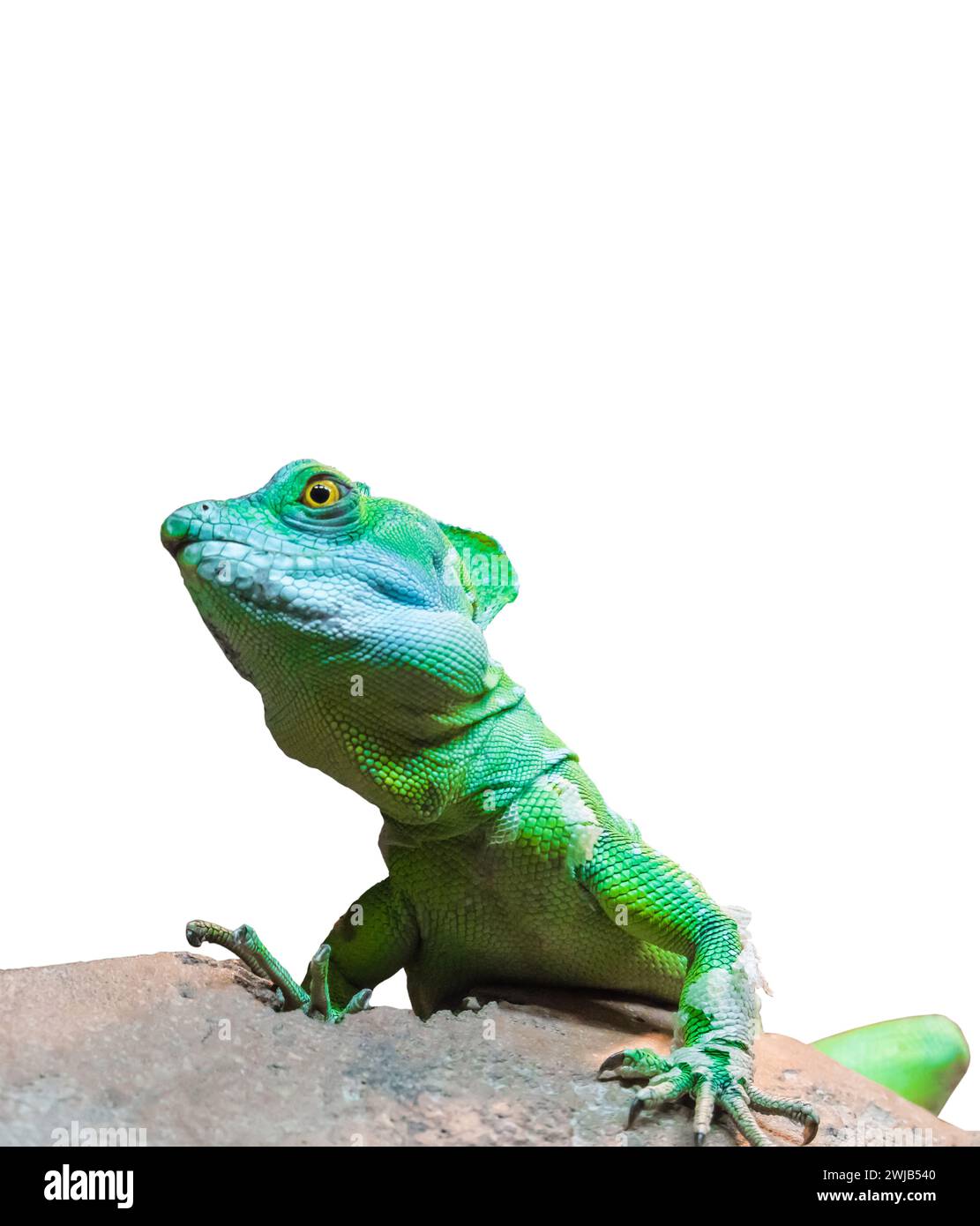 Cute little chameleon isolated hi-res stock photography and images - Alamy