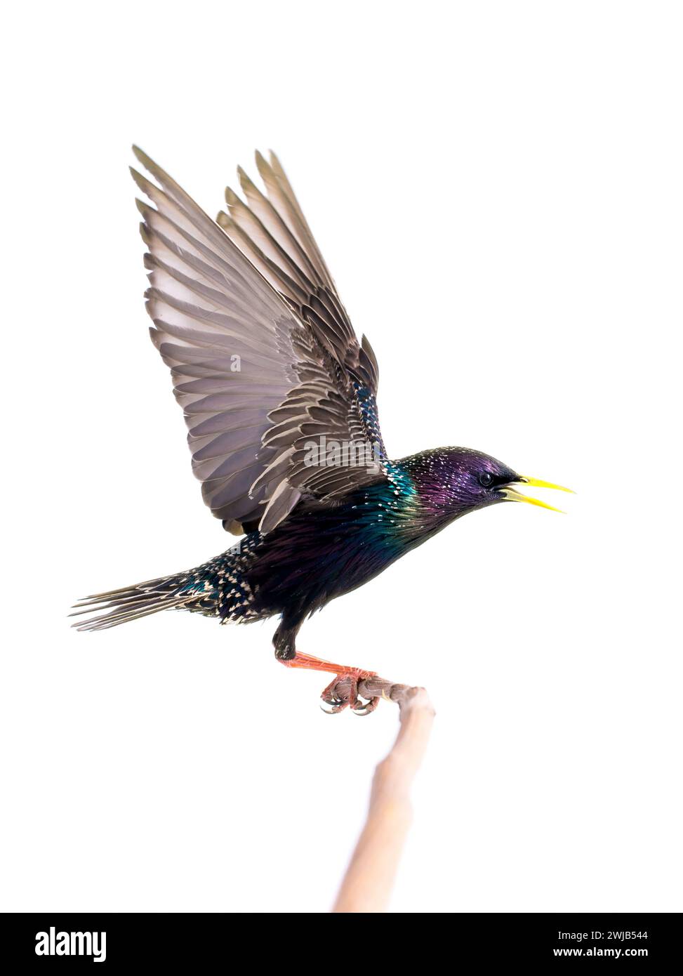 European starling (Sturnus vulgaris) in flight, isolated on white ...