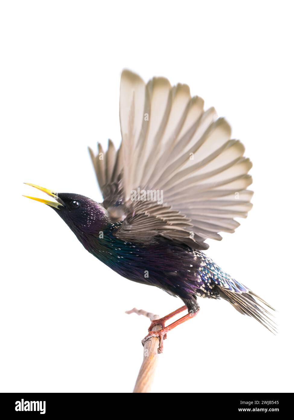 European starling (Sturnus vulgaris) in flight, isolated on white ...
