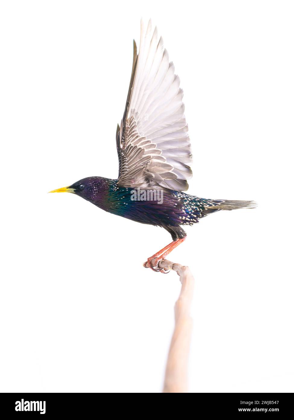 European starling (Sturnus vulgaris) in flight, isolated on white ...