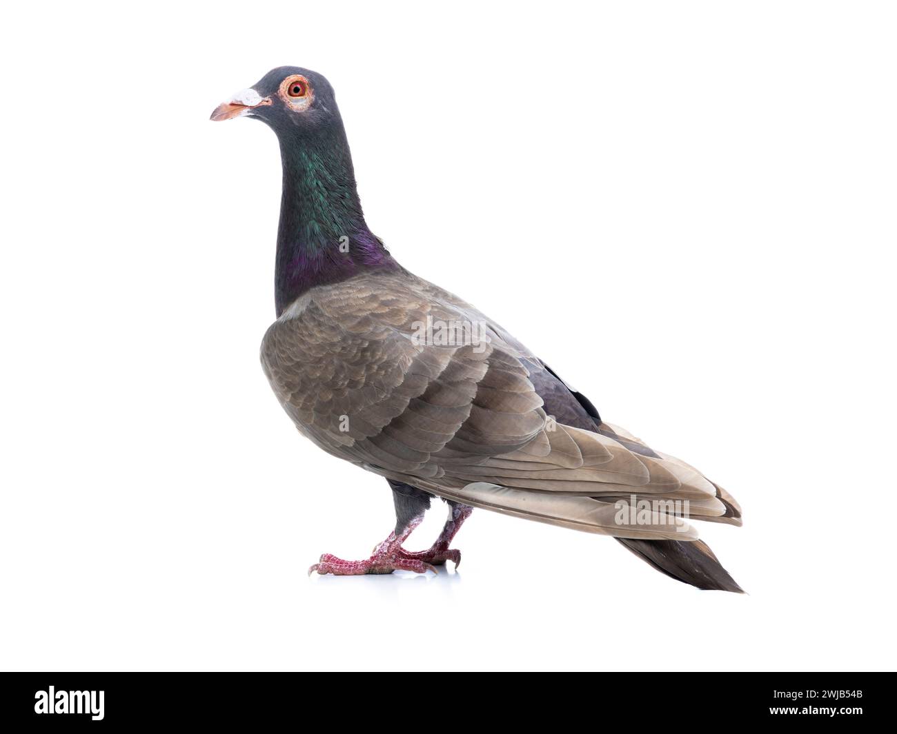 pigeon dragon isolated on white background Stock Photo - Alamy