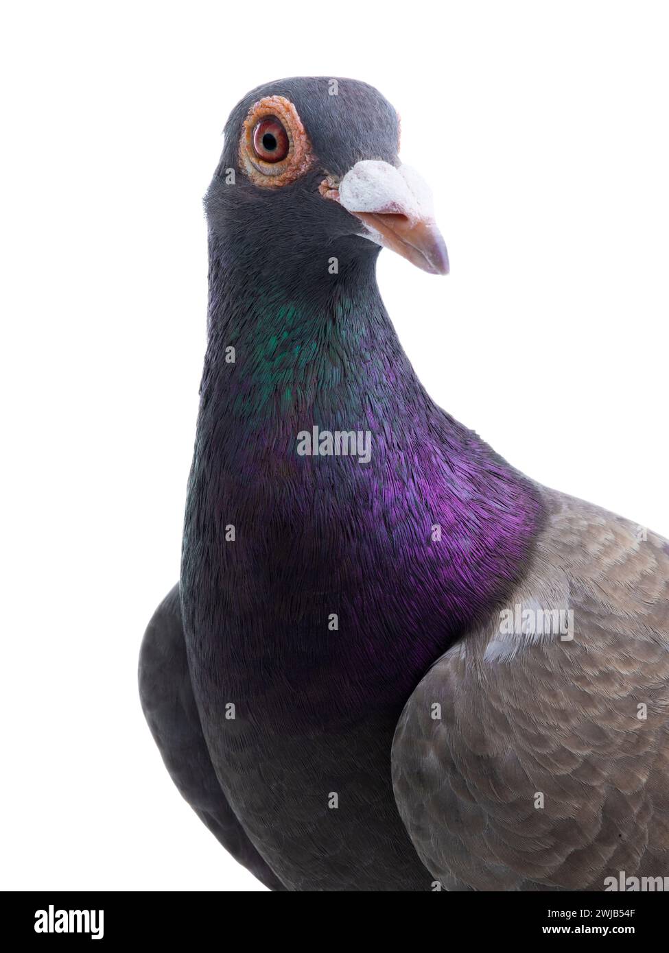 portrait pigeon dragon isolated on white background Stock Photo - Alamy