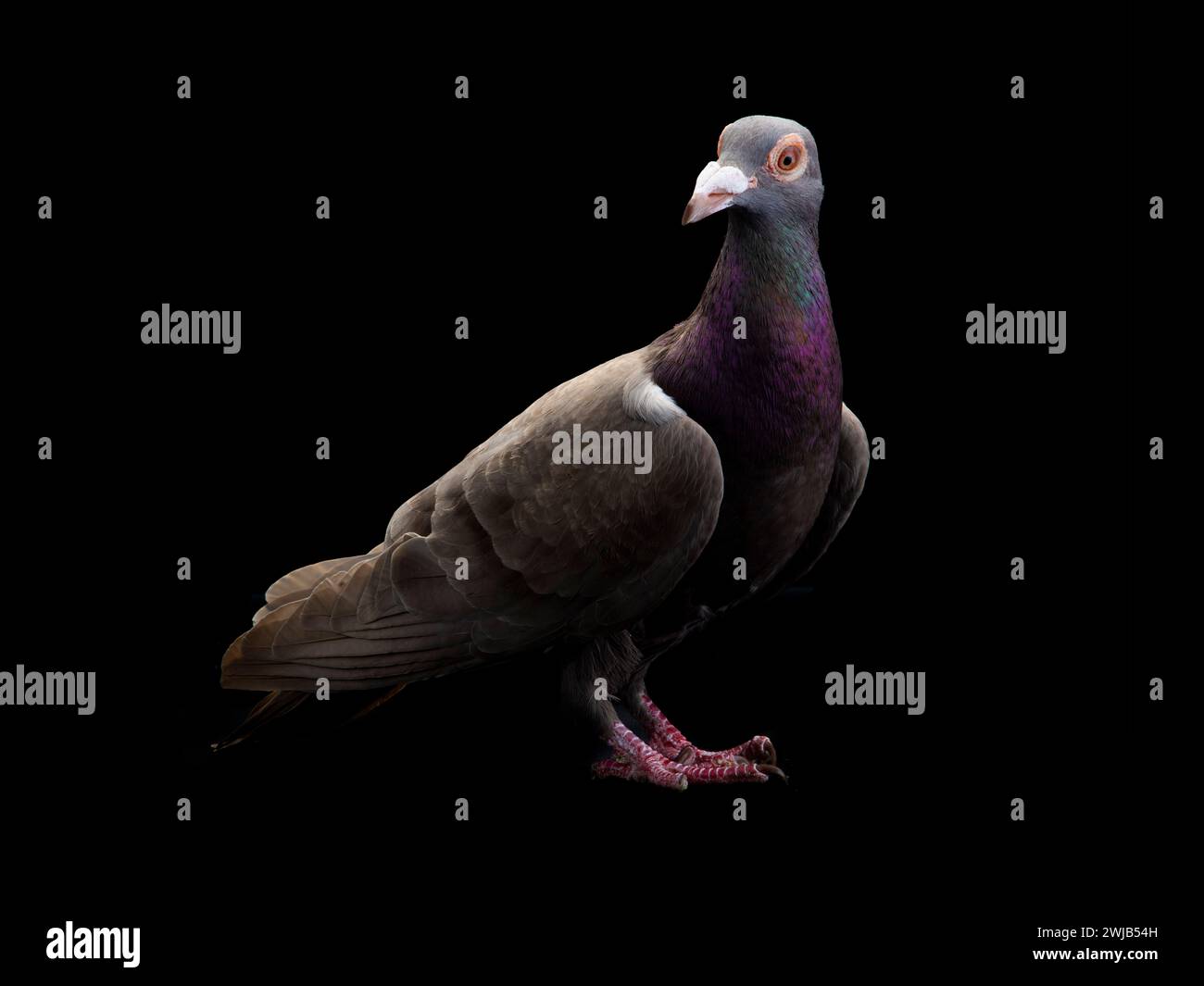 pigeon dragon isolated on black background Stock Photo - Alamy