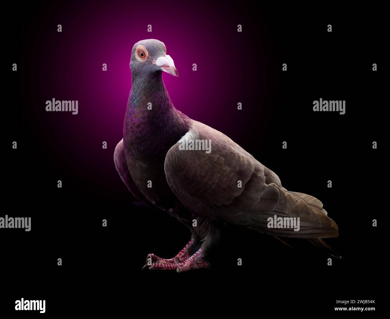 pigeon dragon isolated on black background Stock Photo - Alamy